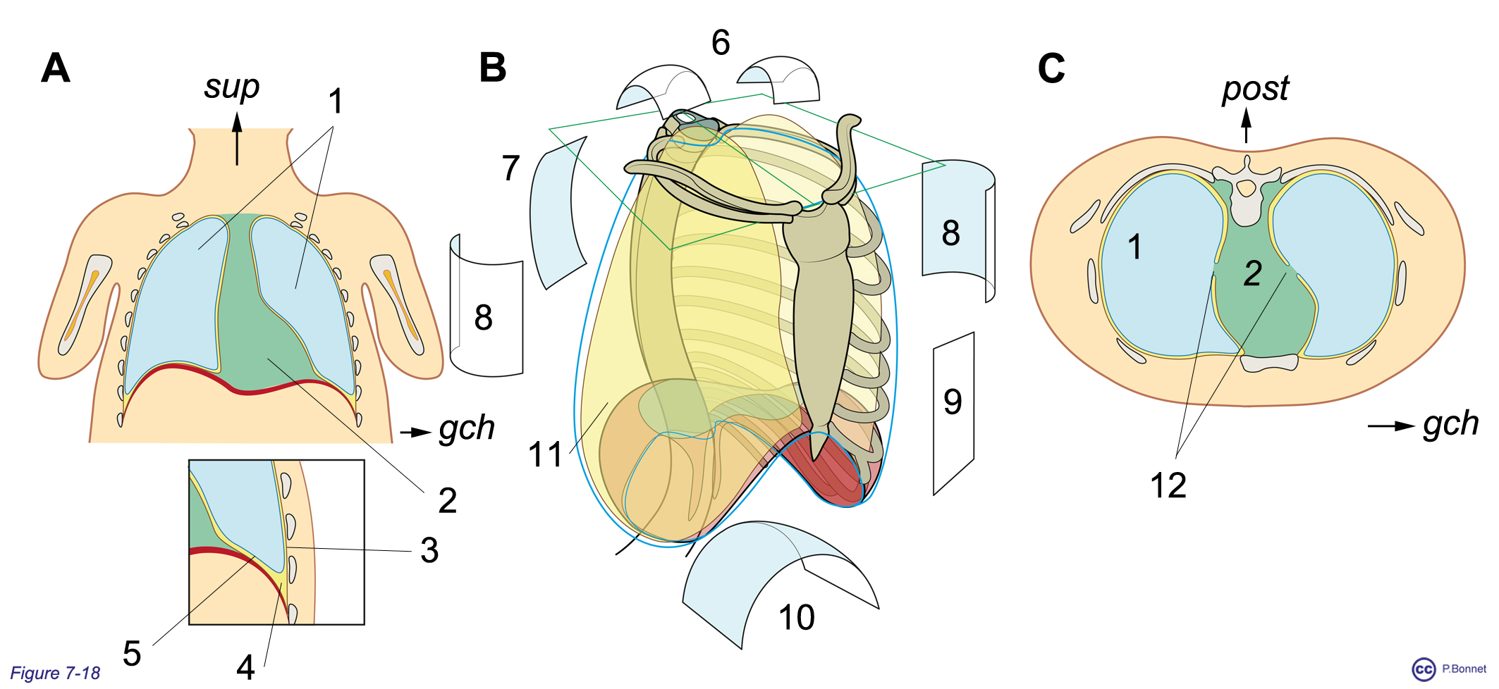section 3 : poumons plèvres cavités pleurales – Anatomie humaine