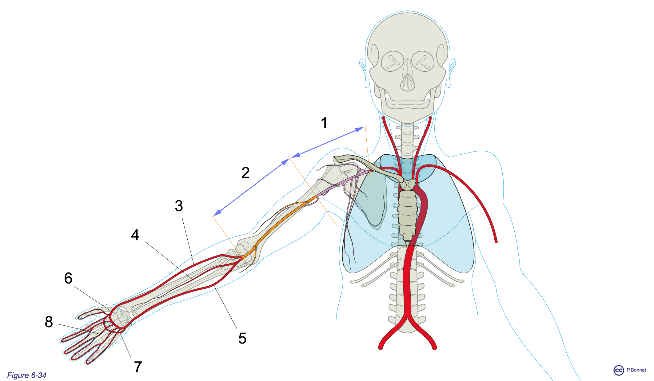section 3 : les circuits – Anatomie humaine