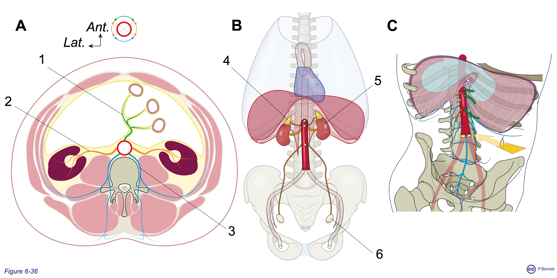 section 3 : les circuits – Anatomie humaine