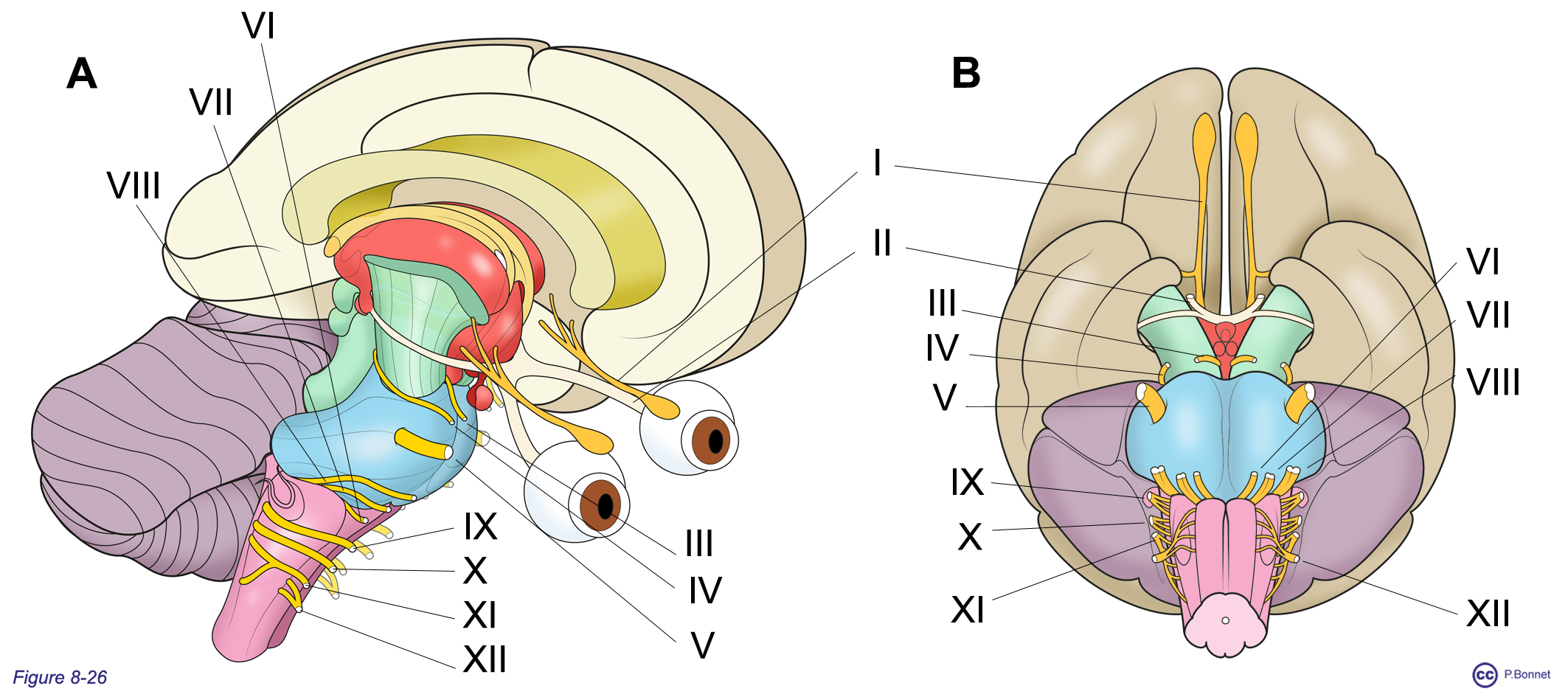 section 3 : le système nerveux central – Anatomie humaine