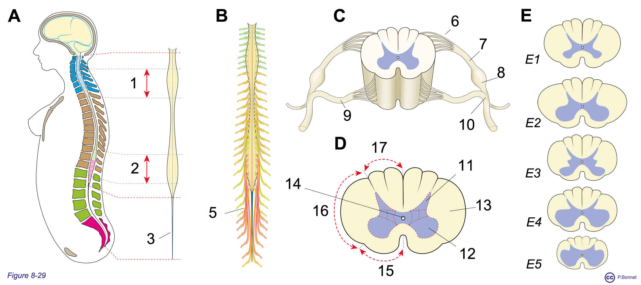 section 3 : le système nerveux central – Anatomie humaine