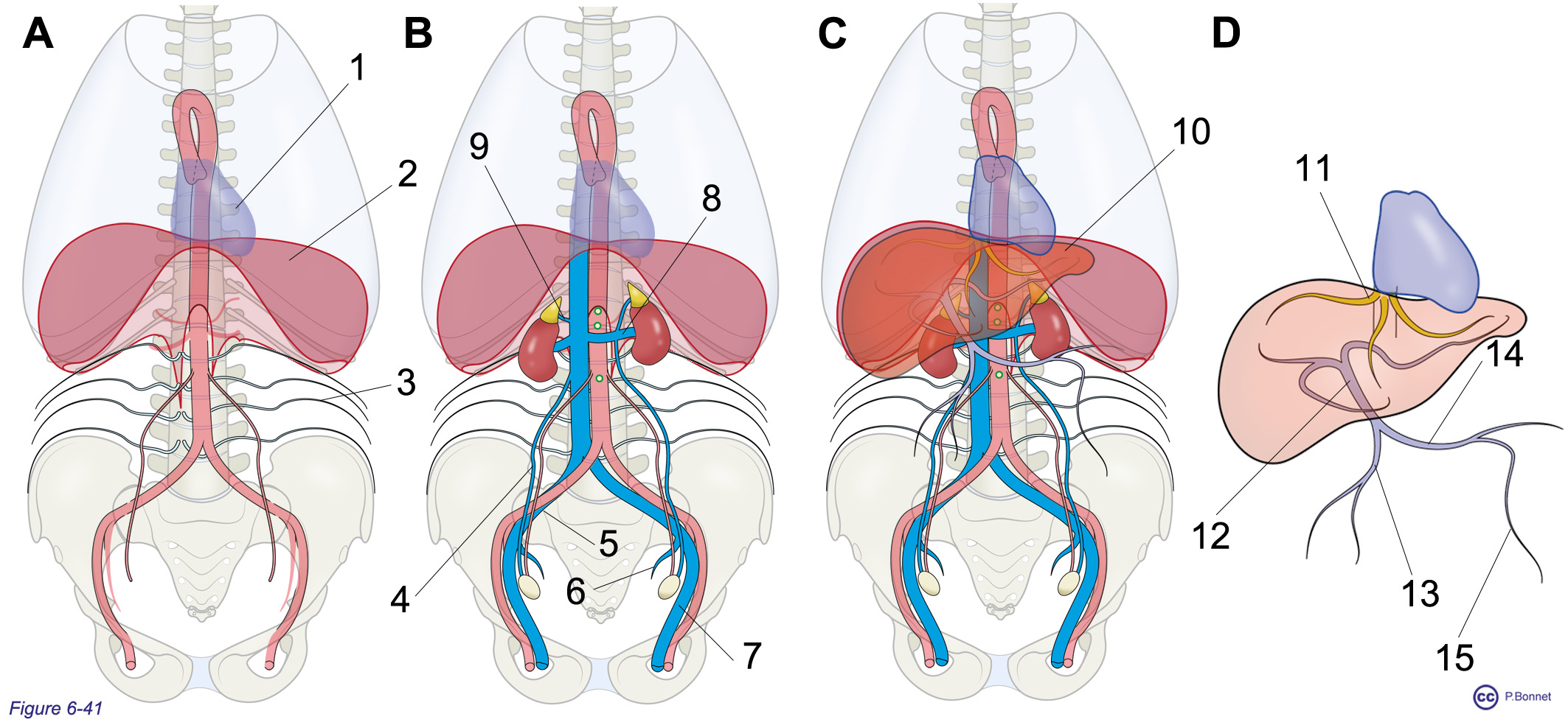 section 3 : les circuits – Anatomie humaine
