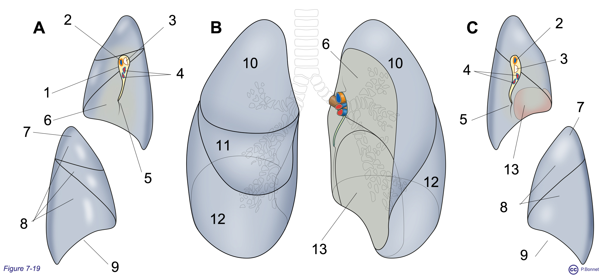 section 3 : poumons plèvres cavités pleurales – Anatomie humaine