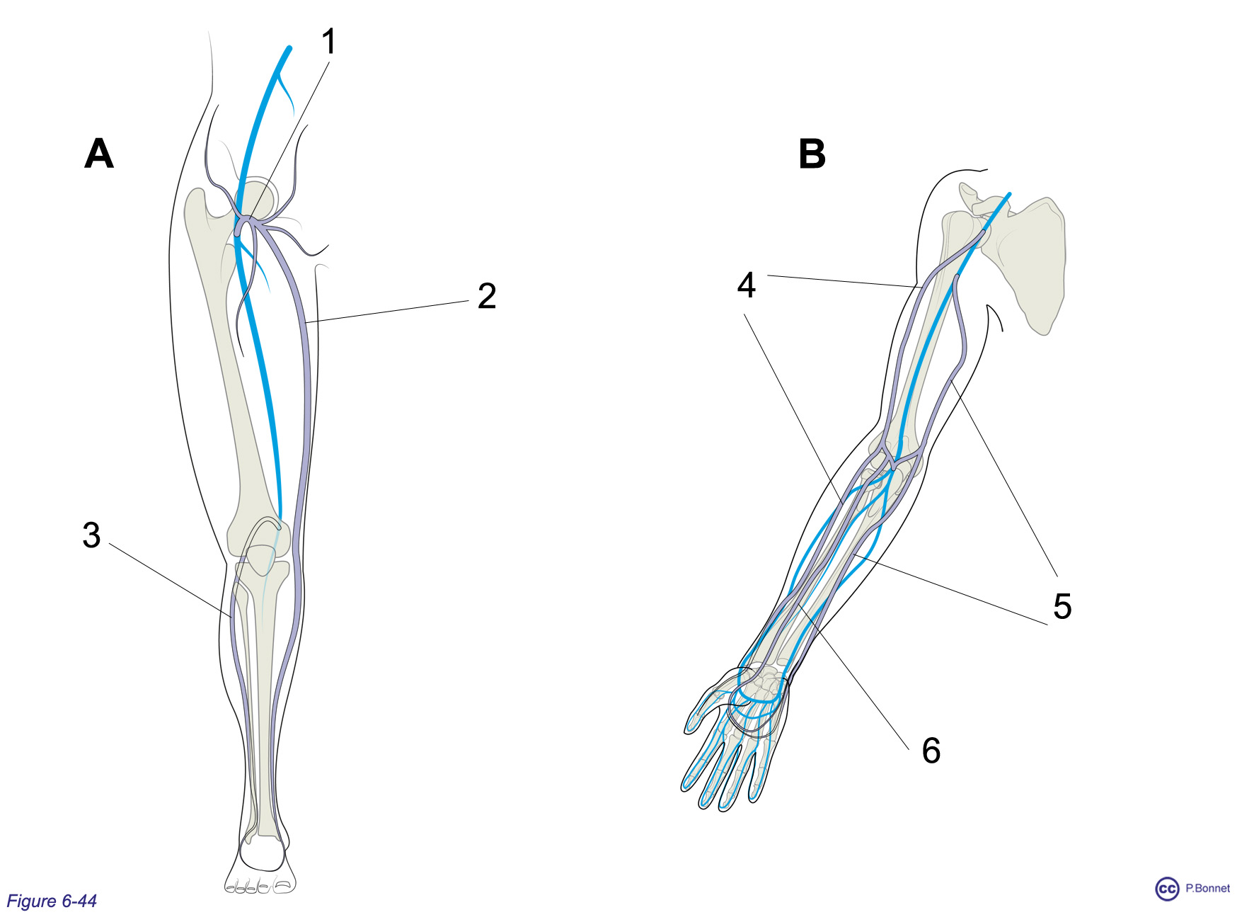 section 3 : les circuits – Anatomie humaine
