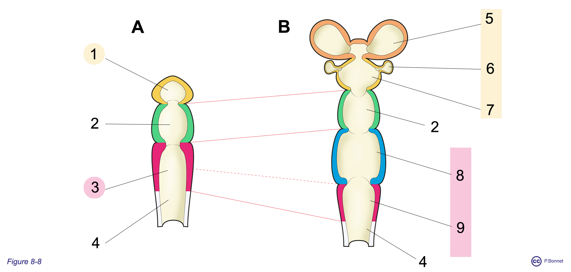 section 2 : origine du système nerveux – Anatomie humaine