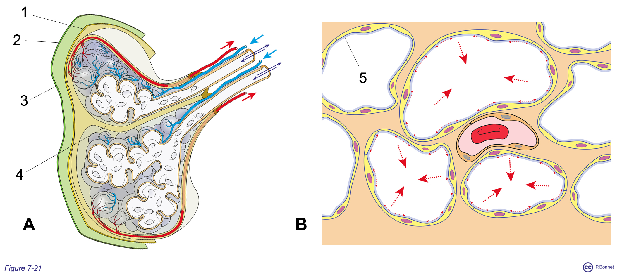 section 3 : poumons plèvres cavités pleurales – Anatomie humaine