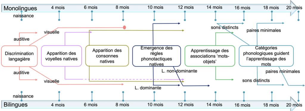 3.2. L’apparition des premiers mots et le développement du vocabulaire ...